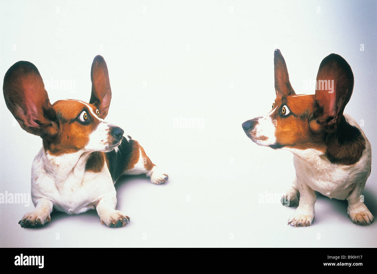 Basset Hound Welsh Corgi Mix