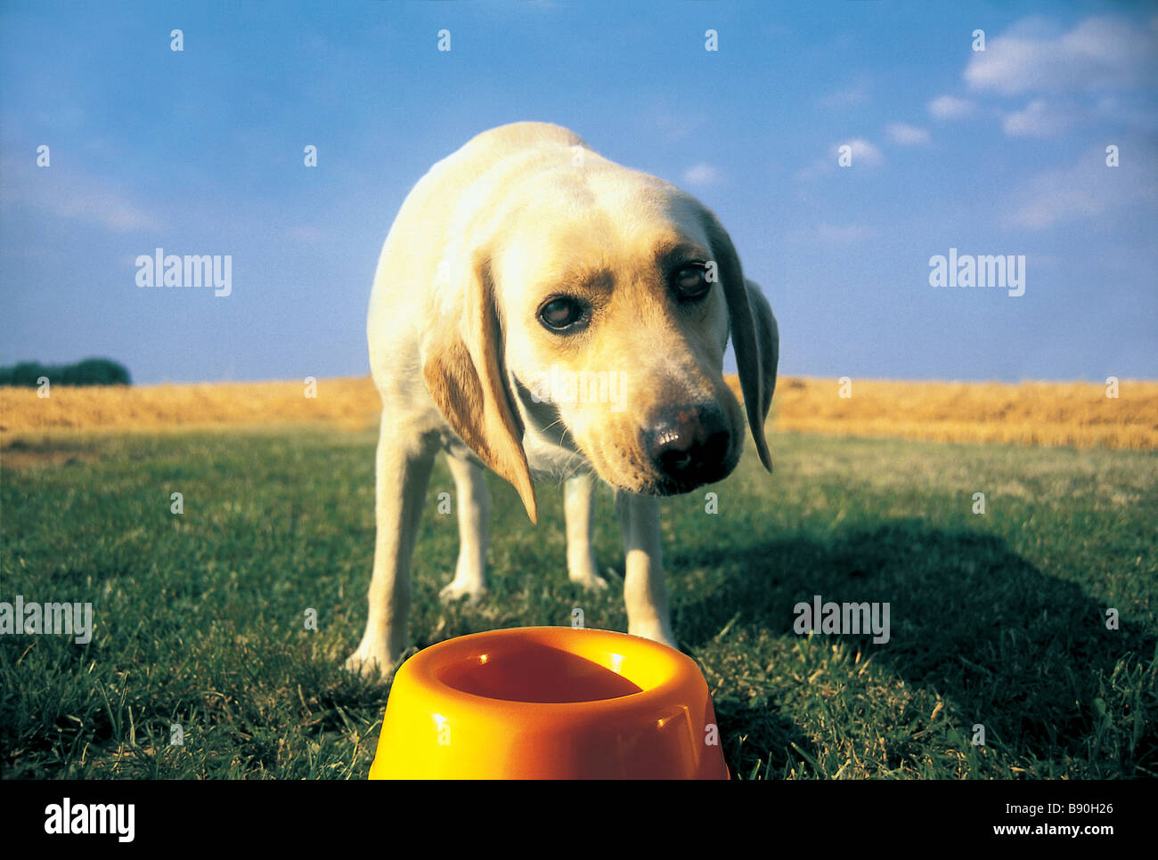 Benjamin the dog hi-res stock photography and images - Alamy
