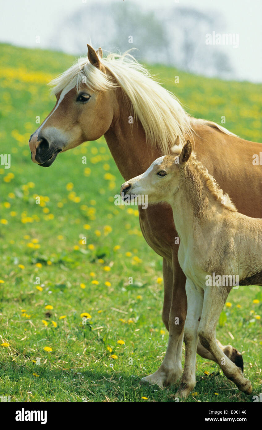 Haflinger horse - mare with foal Stock Photo - Alamy