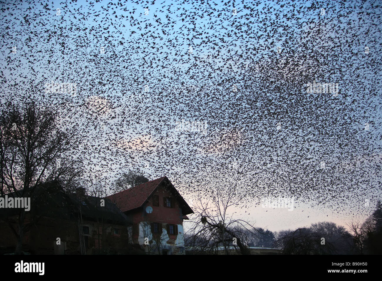 Huge flock of finches fly in to rest for the night Stock Photo - Alamy