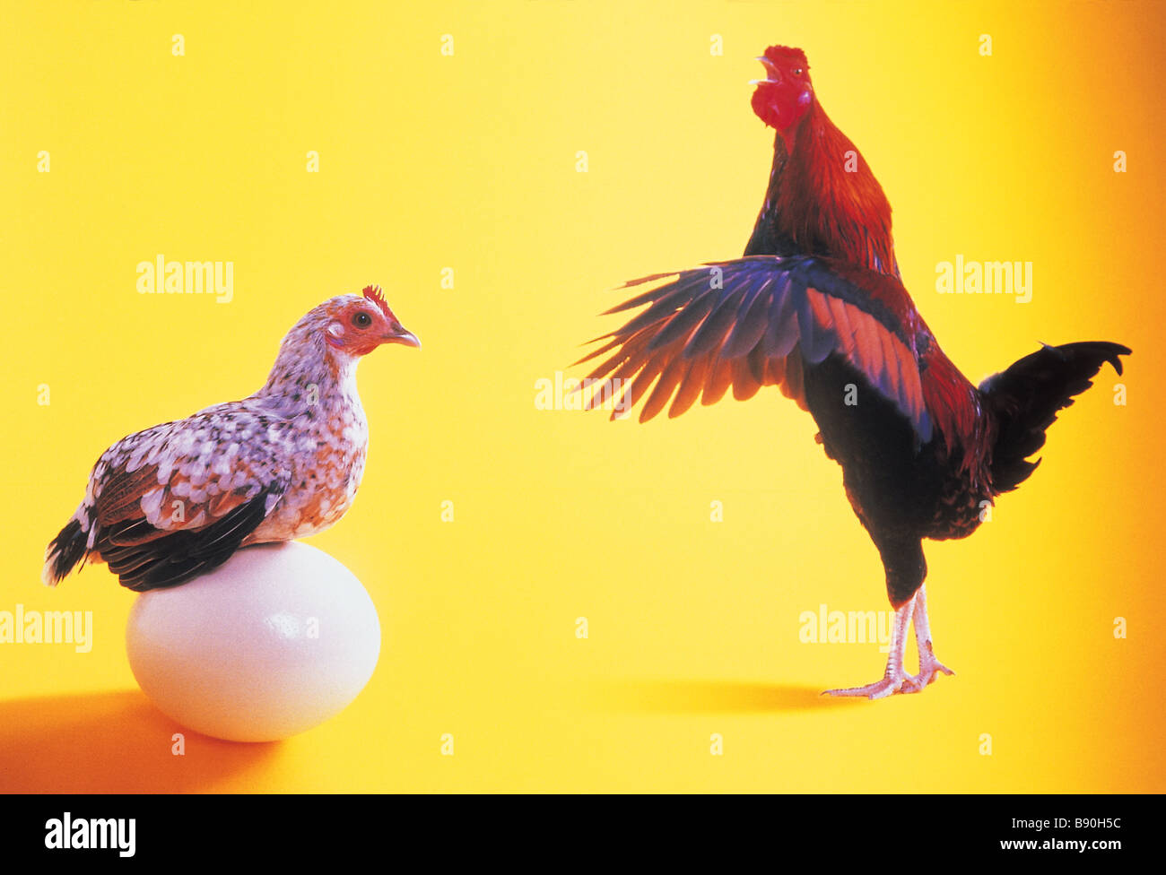FL3071, KITCHIN/HURST; Crowing rooster hen large egg Stock Photo - Alamy