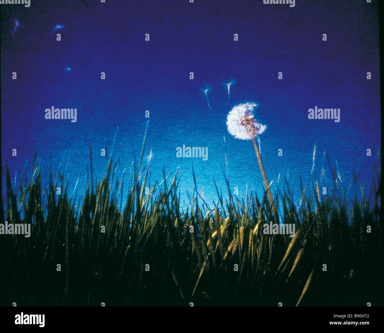 Dandelion evolution hi-res stock photography and images - Alamy