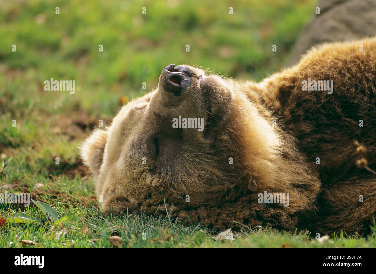 Head sleeping grizzly bear hi-res stock photography and images - Alamy