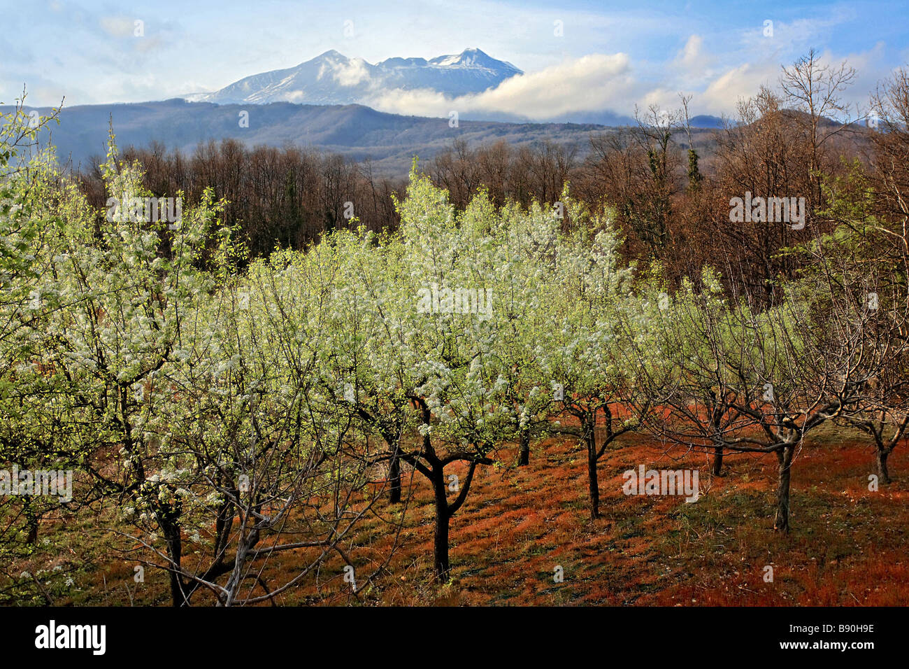 Peartree High Resolution Stock Photography and Images - Alamy