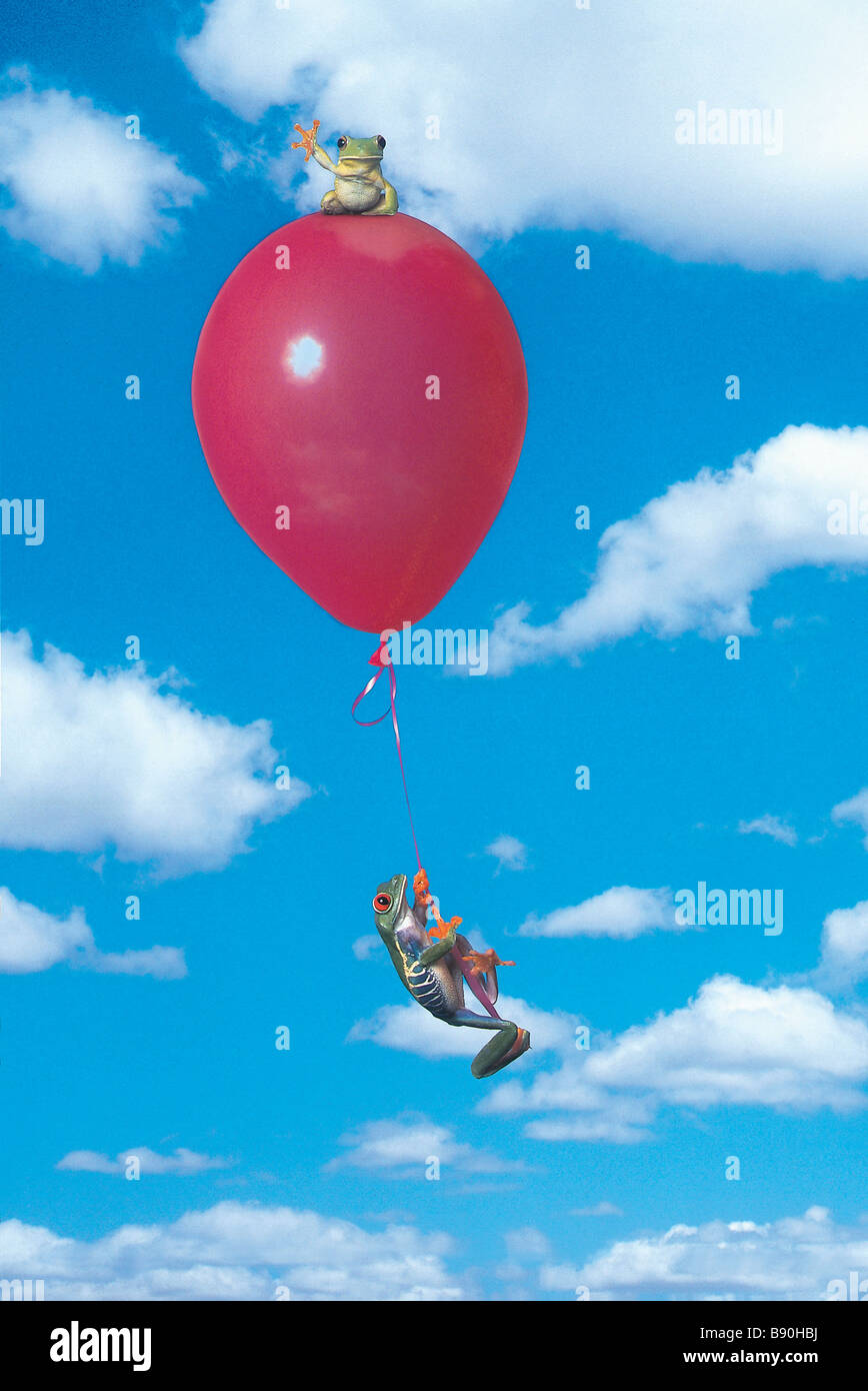FL3082, KITCHIN/HURST; Frogs floating air balloon Stock Photo - Alamy