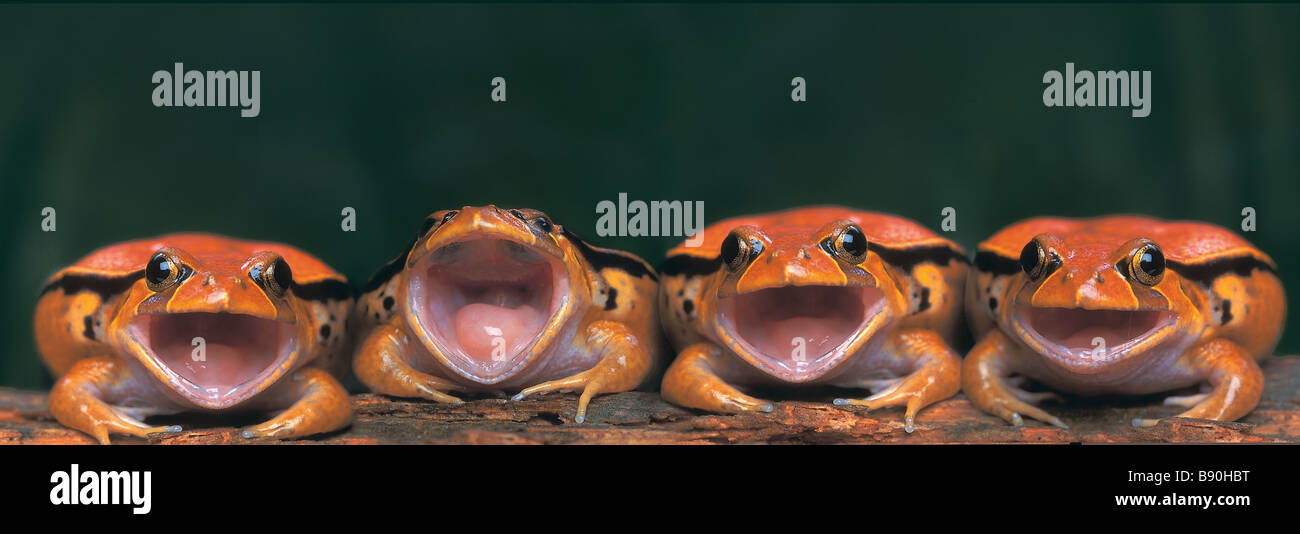Whimsical frogs hi-res stock photography and images - Alamy