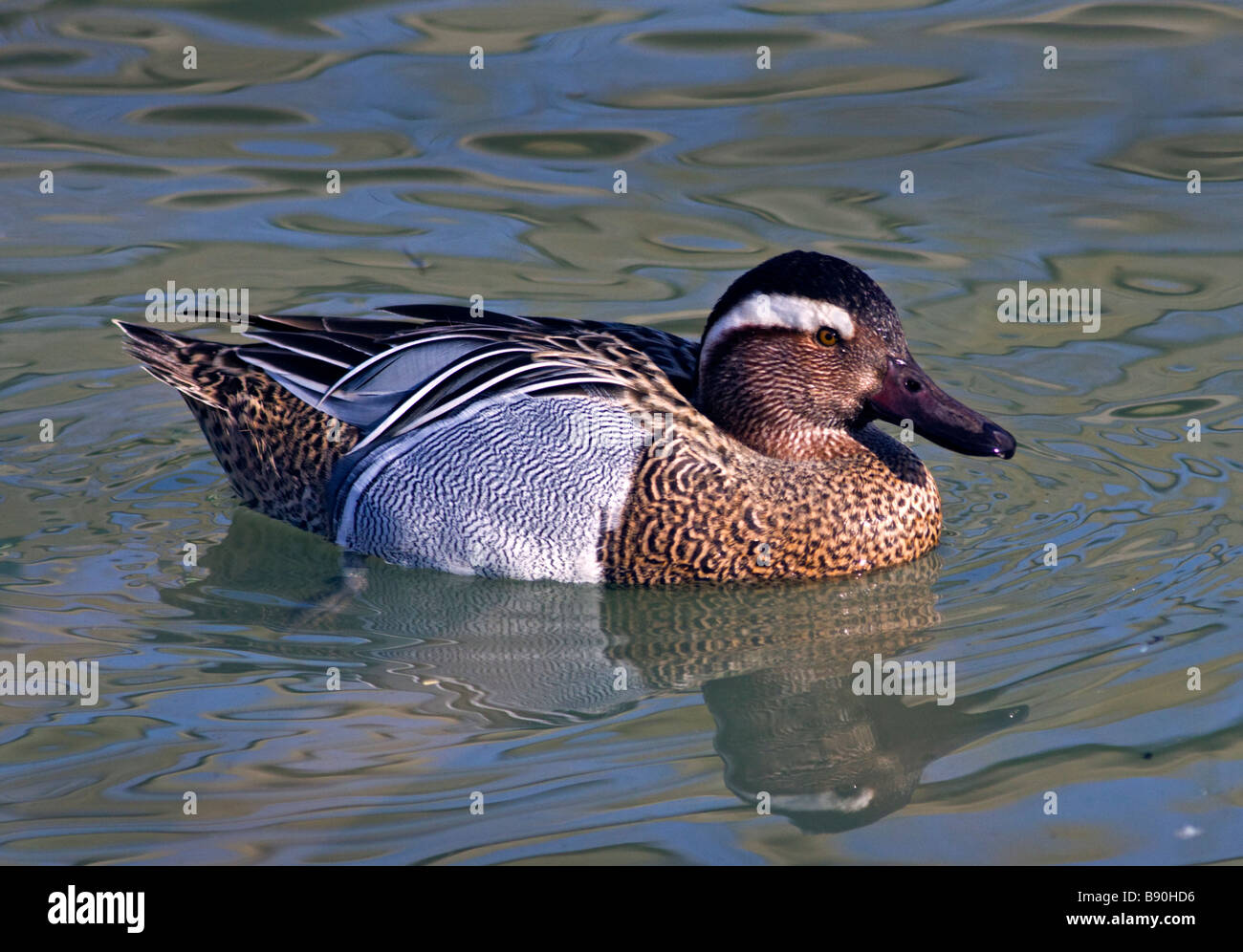 Garganey hi-res stock photography and images - Alamy