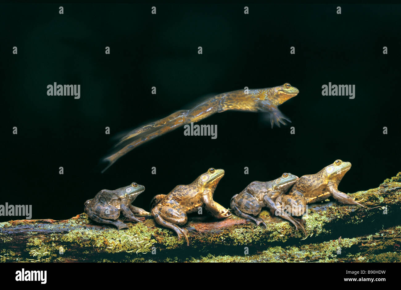 Leaping Over Log High Resolution Stock Photography and Images - Alamy