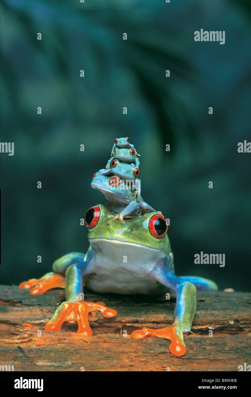Log pile frog hi-res stock photography and images - Alamy