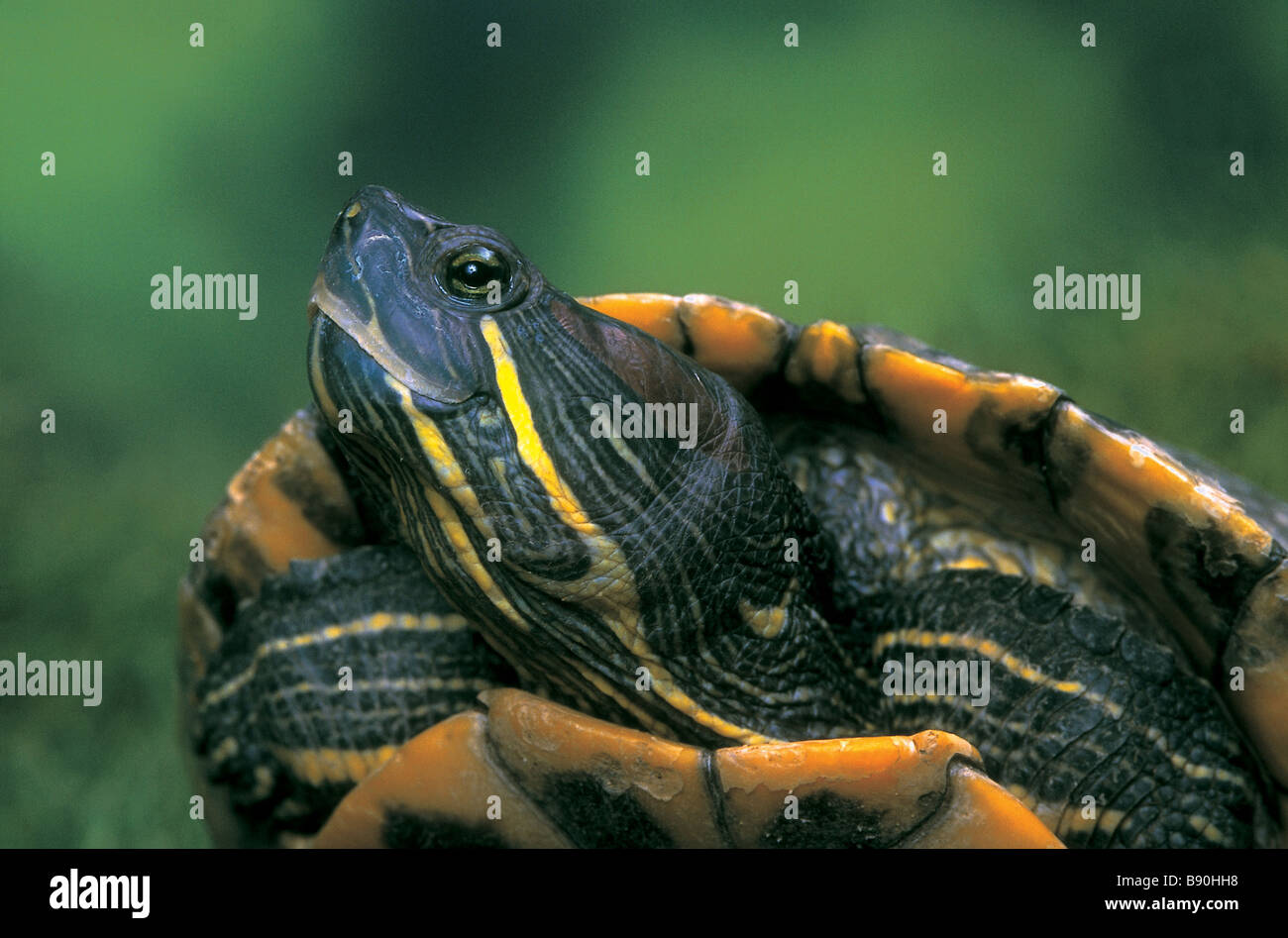 Poking up hi-res stock photography and images - Alamy