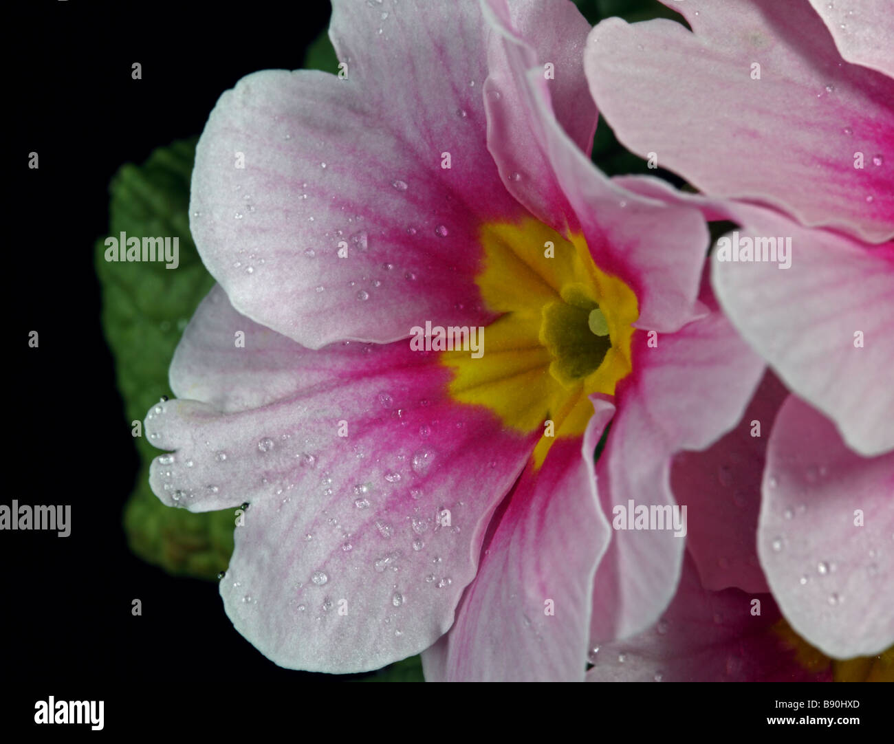 Primrose pink hi-res stock photography and images - Alamy