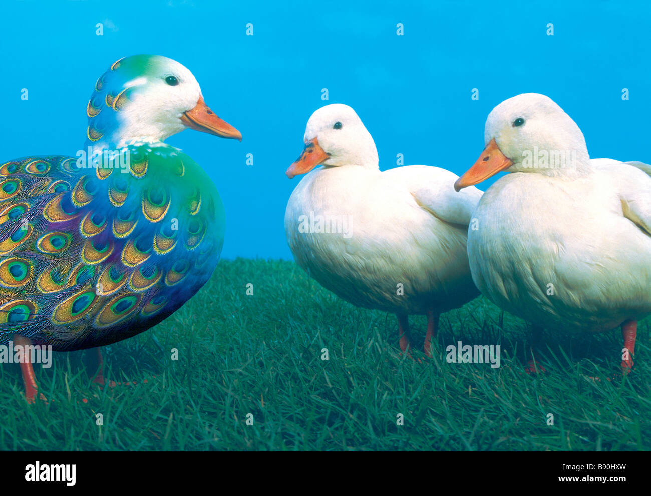 FL3111, KITCHIN/HURST; Peacock coloured duck two white ducks Stock ...