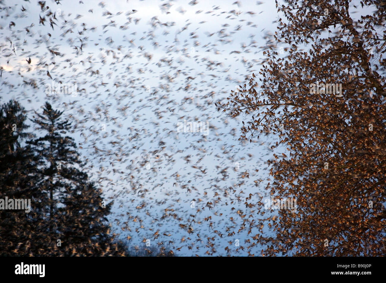 Huge flock of finches fly in to rest for the night Stock Photo - Alamy
