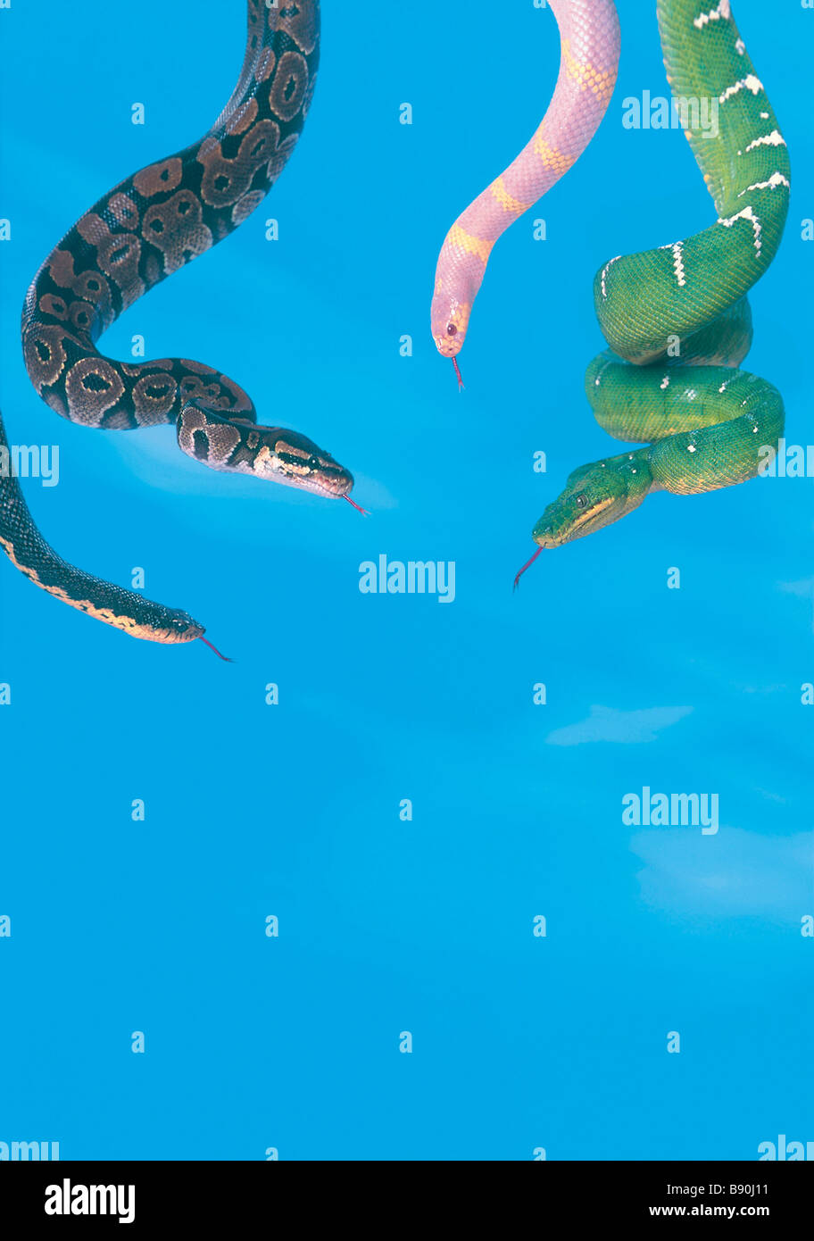 Four snakes hi-res stock photography and images - Alamy