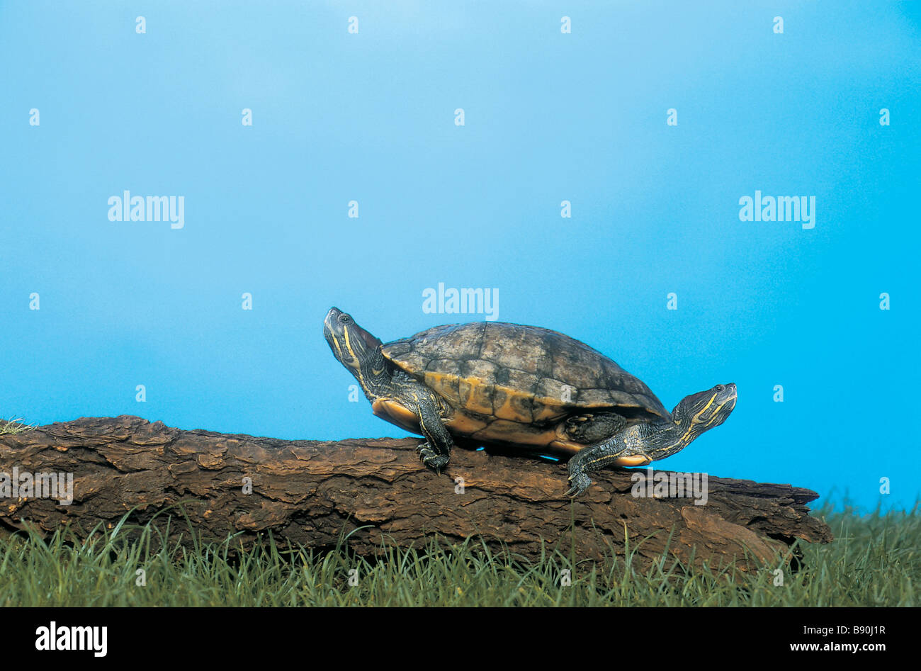 Two headed turtle hi-res stock photography and images - Alamy