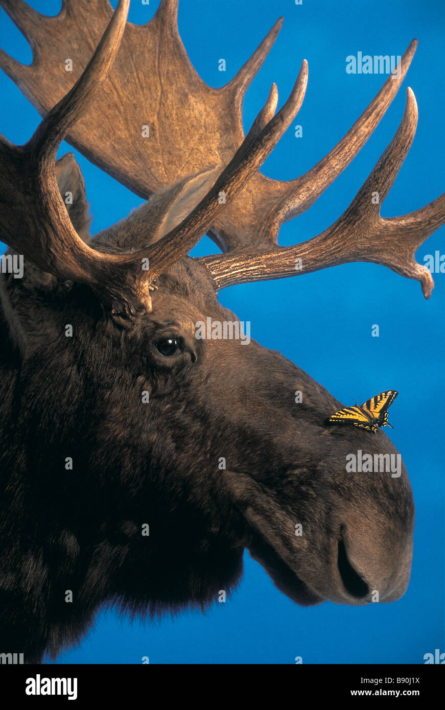 Close up moose nose hi-res stock photography and images - Alamy