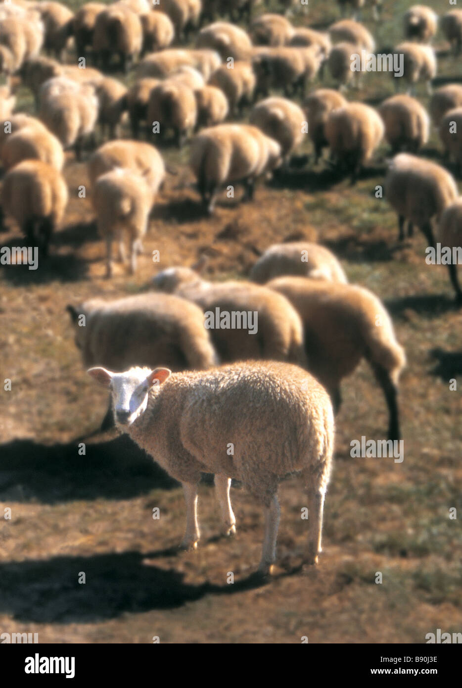 Nature conform hi-res stock photography and images - Alamy