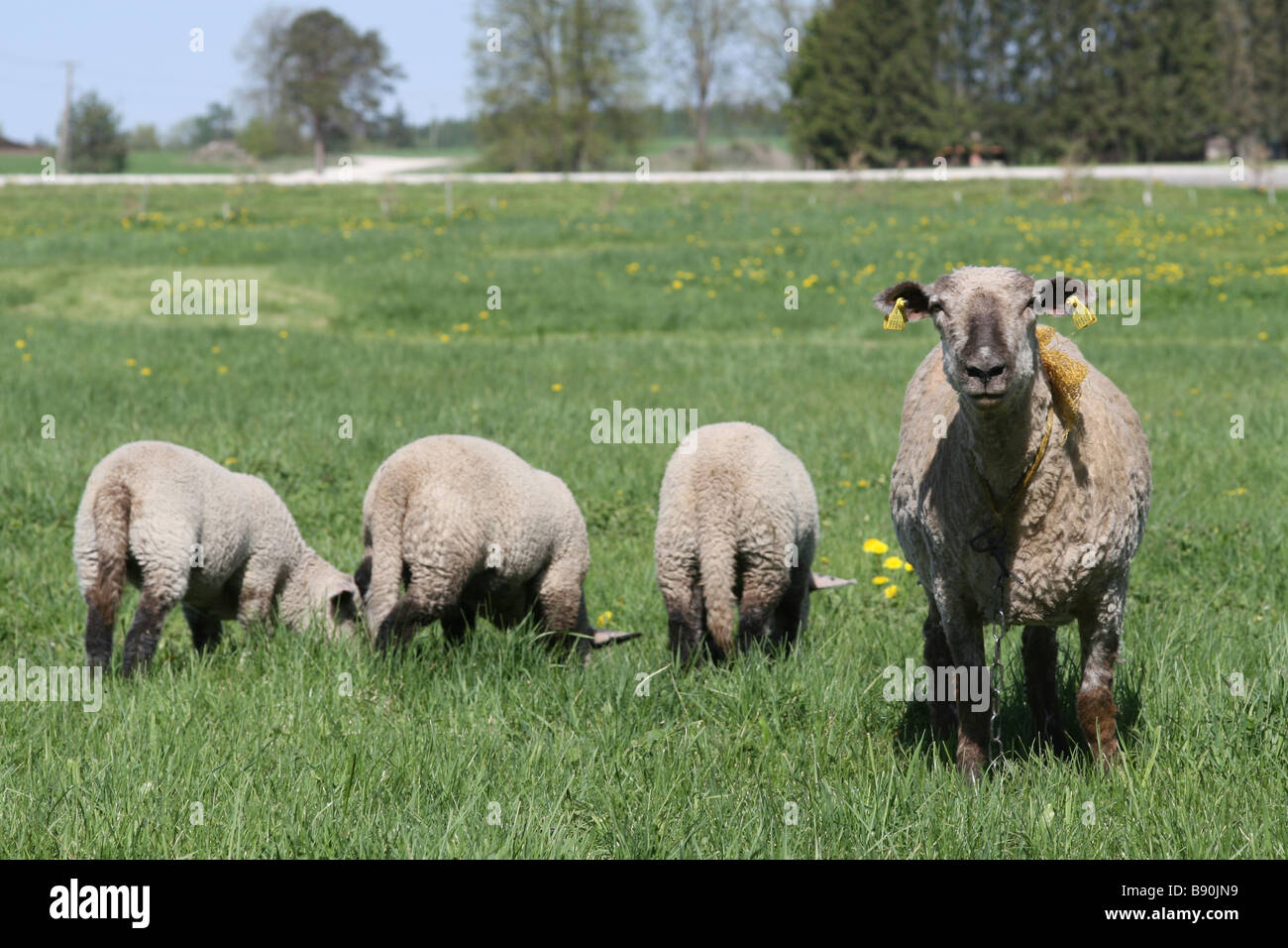 Protection of animals hi-res stock photography and images - Alamy