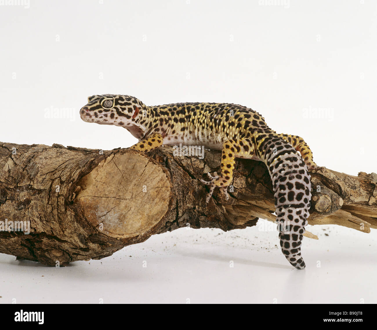 Leopard gecko on branch / Eublepharis macularius Stock Photo - Alamy