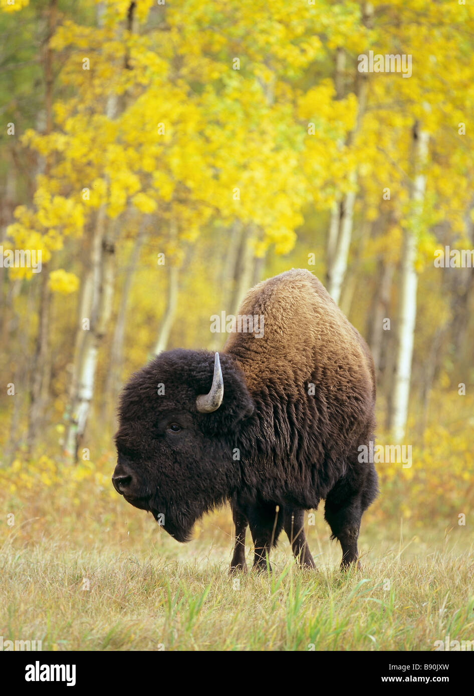 Bison standing on meadow / Bison bison Stock Photo - Alamy