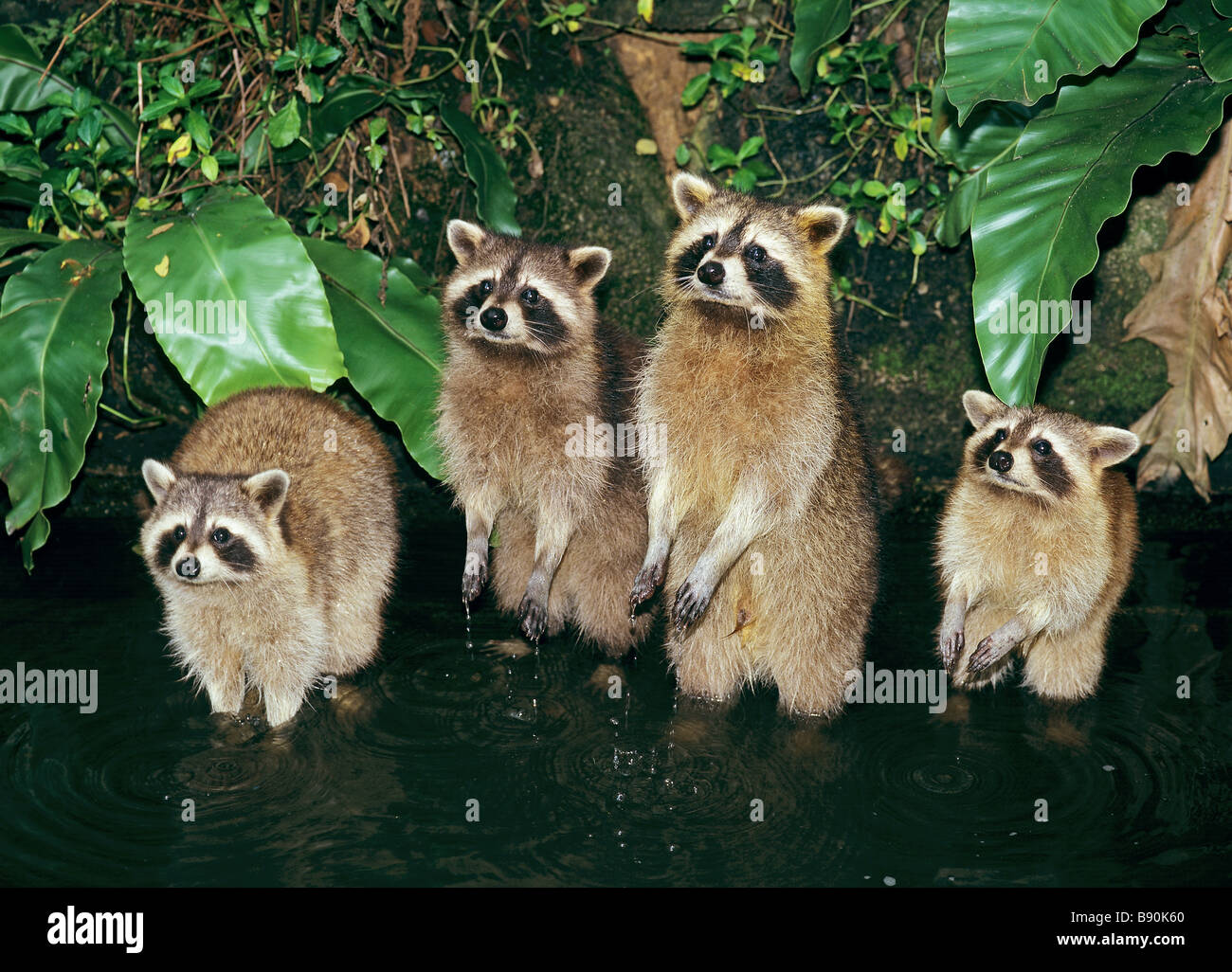 Four Raccoons High Resolution Stock Photography and Images - Alamy