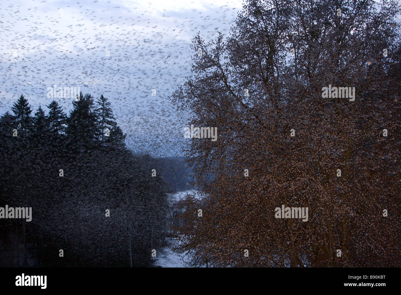 Huge flock of finches fly in to rest for the night Stock Photo - Alamy