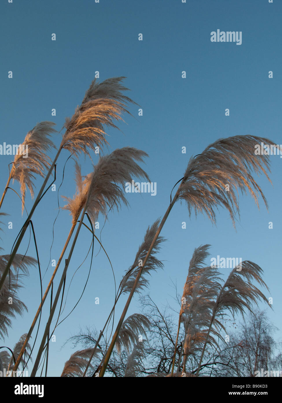 Phragmites australis hi-res stock photography and images - Alamy