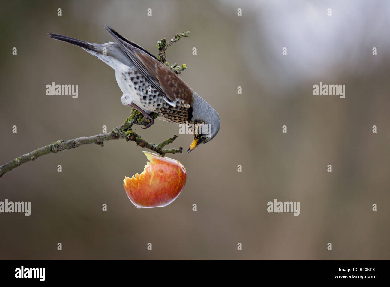 Fieldfare Turdus pilaris eating apple Stock Photo - Alamy
