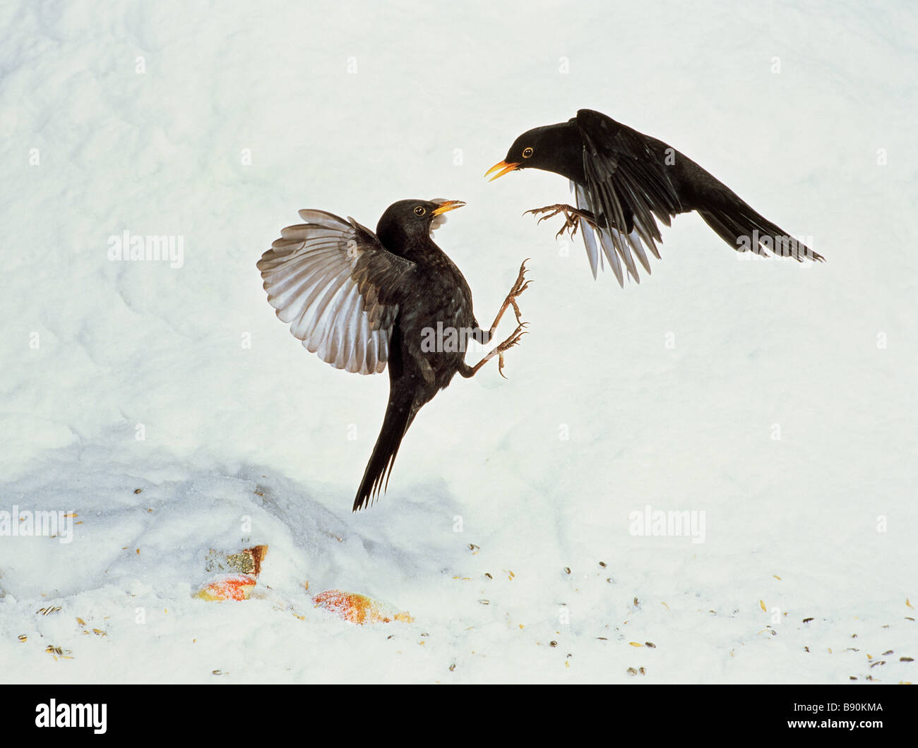 Blackbird (Turdus merula). Two males fighting in snow Stock Photo - Alamy
