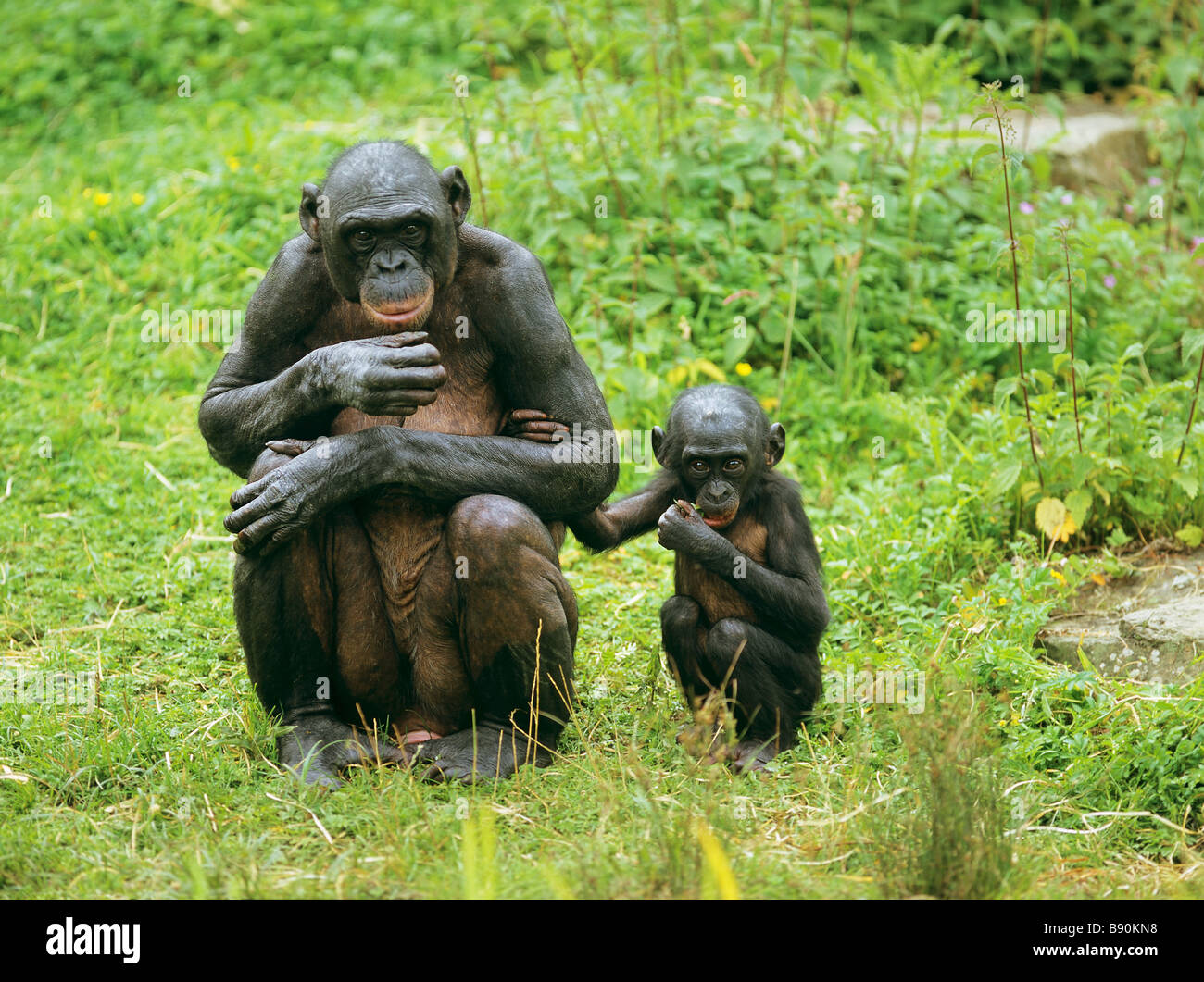 Dwarf chimpanzees hi-res stock photography and images - Alamy