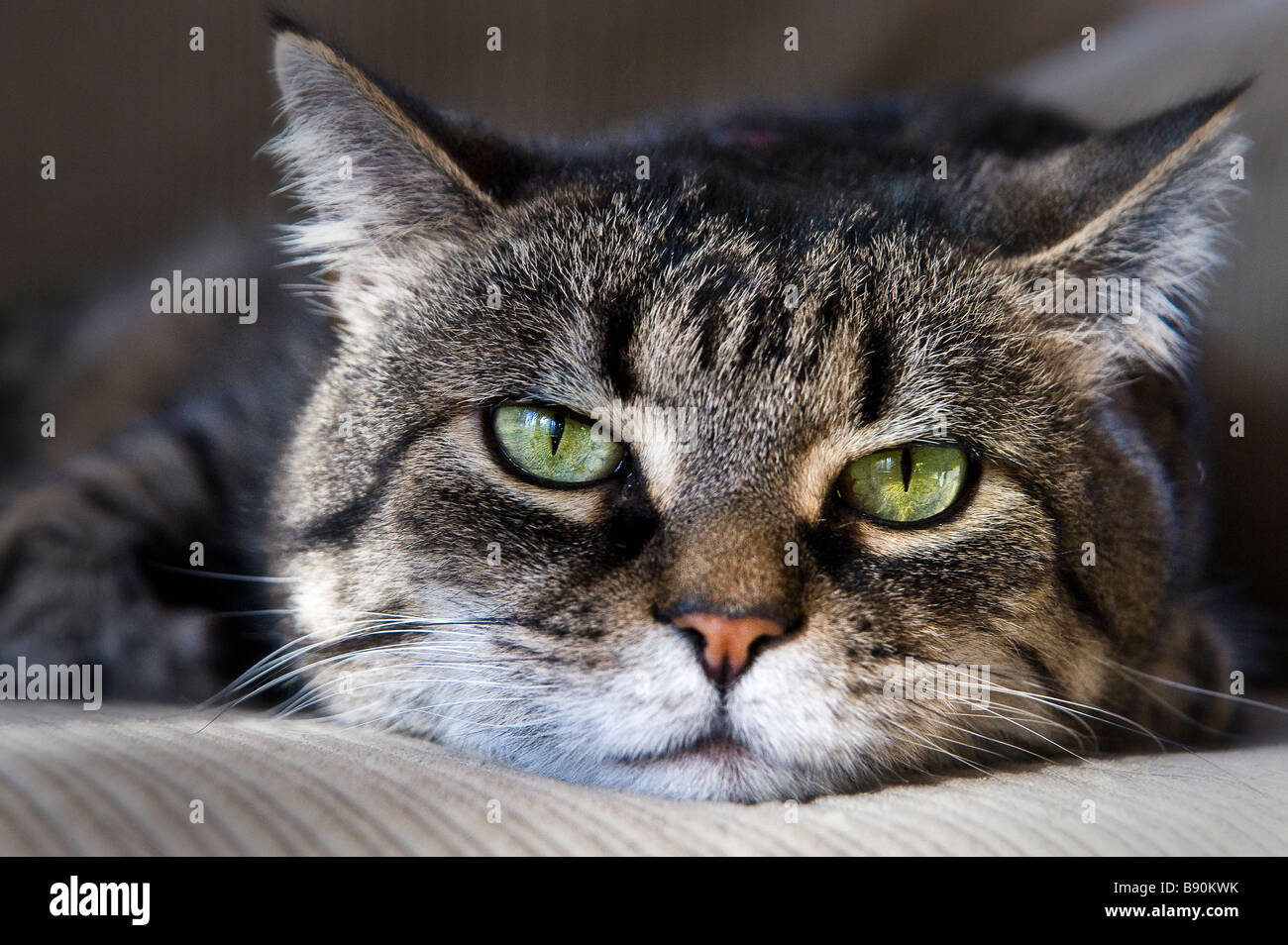 Cats High Resolution Stock Photography and Images - Alamy