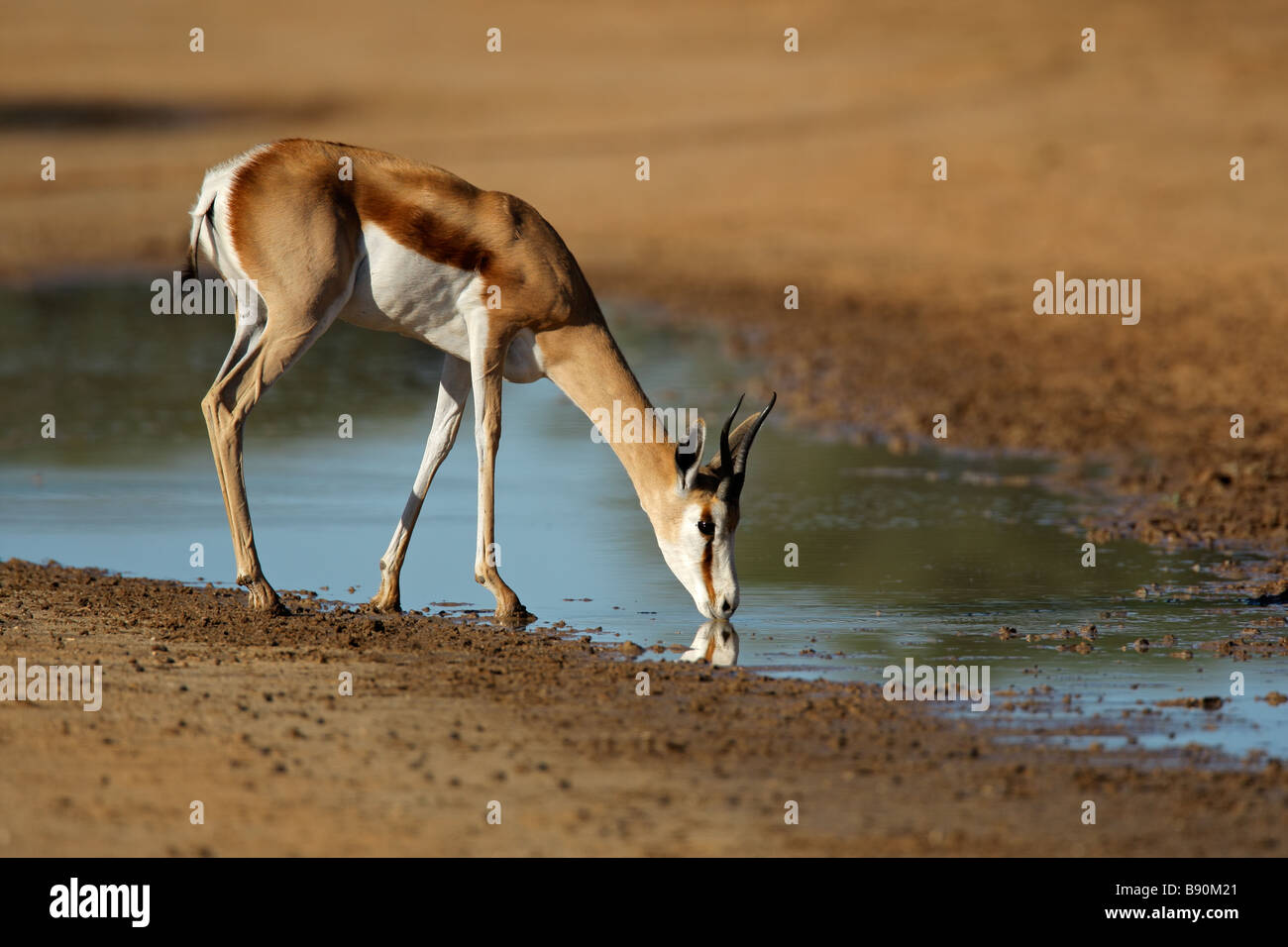 A springbok antelope (Antidorcas marsupialis) drinking water, Kgalagadi ...