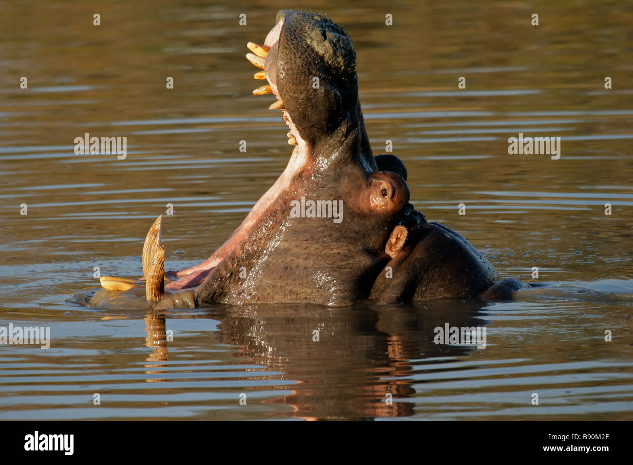 Hippopotamus (Hippopotamus amphibius) yawning, Sabie-Sand nature ...