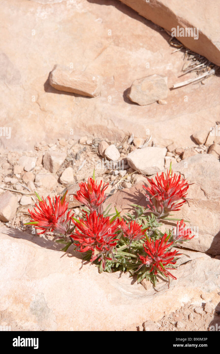 Wild Flower in Canyonlands National Park Utah USA Stock Photo - Alamy