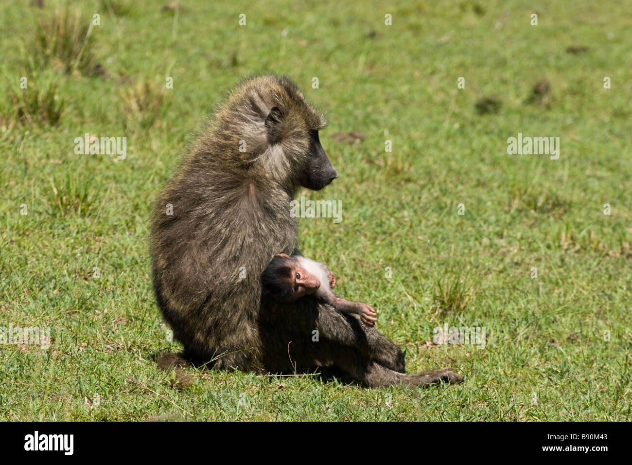 Baby primate hi-res stock photography and images - Alamy