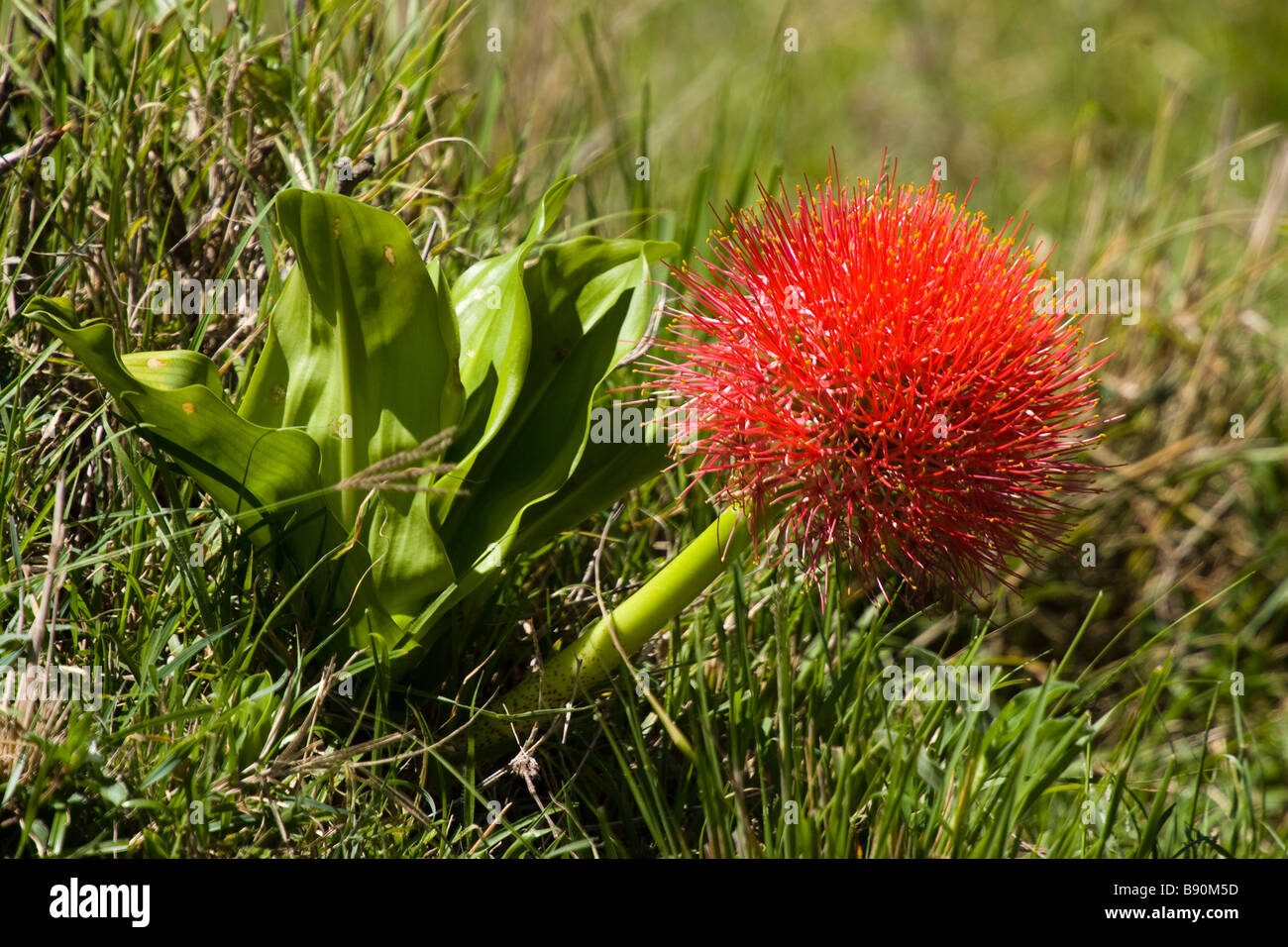 Fireball lily hi-res stock photography and images - Alamy