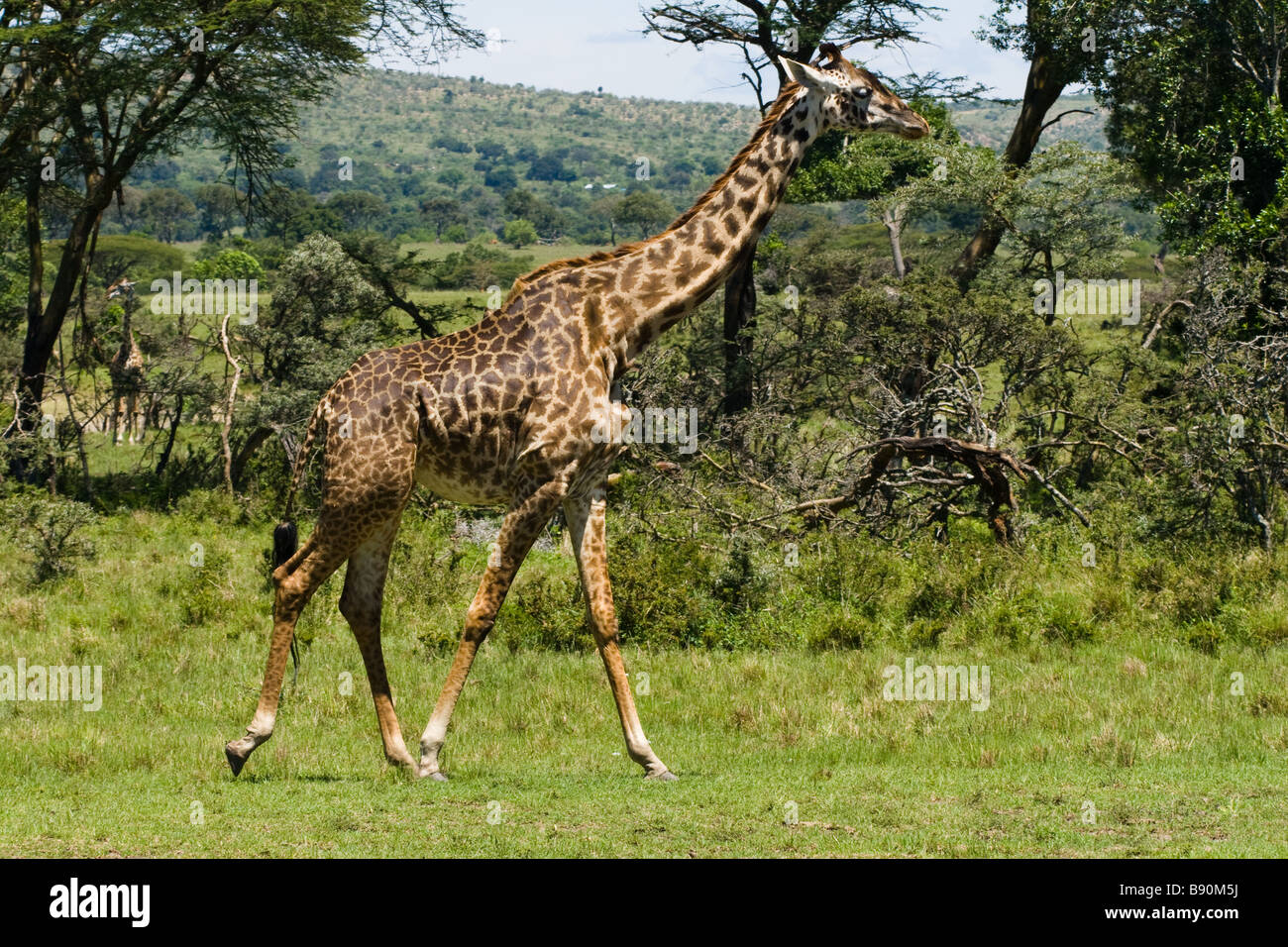 Giraffes Running High Resolution Stock Photography and Images - Alamy