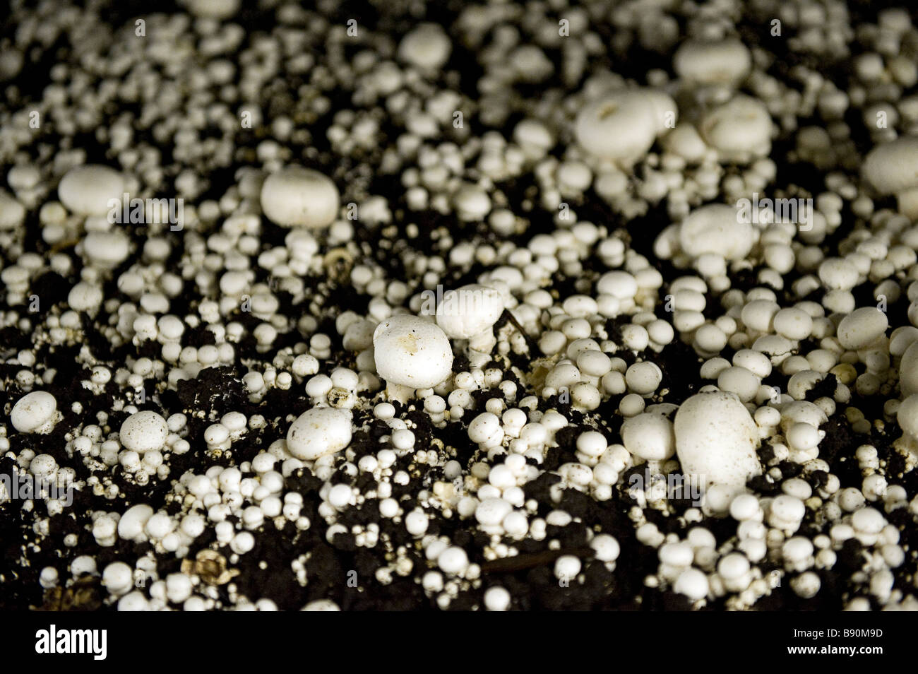 White button mushrooms growing in a mushroom house Kennet Square ...