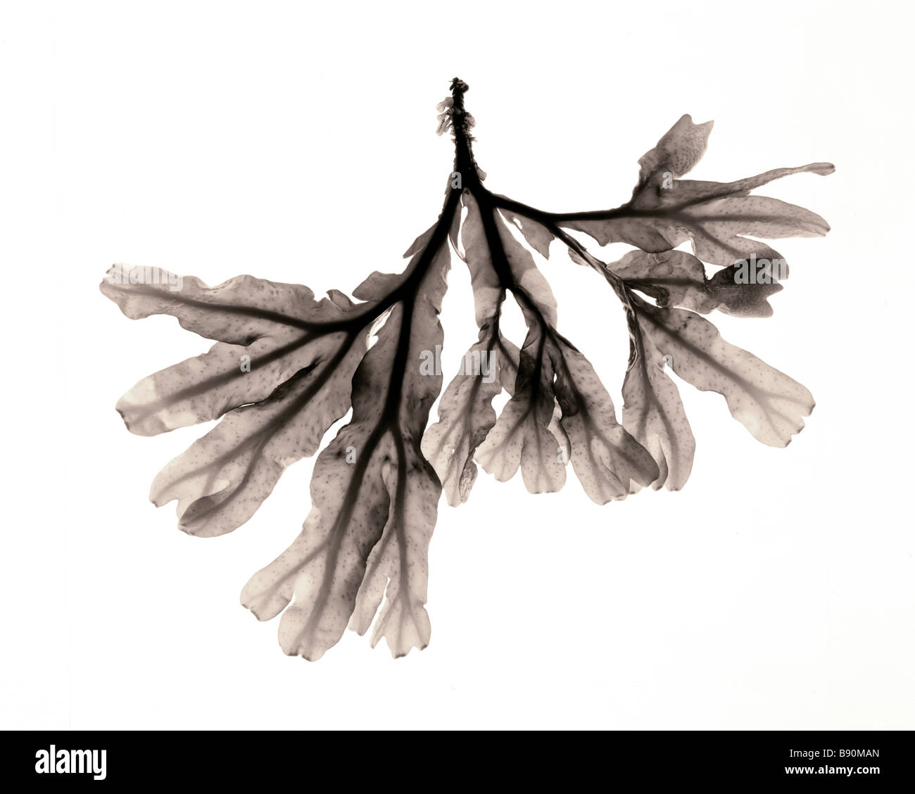 Ireland seaweed Cut Out Stock Images & Pictures - Alamy