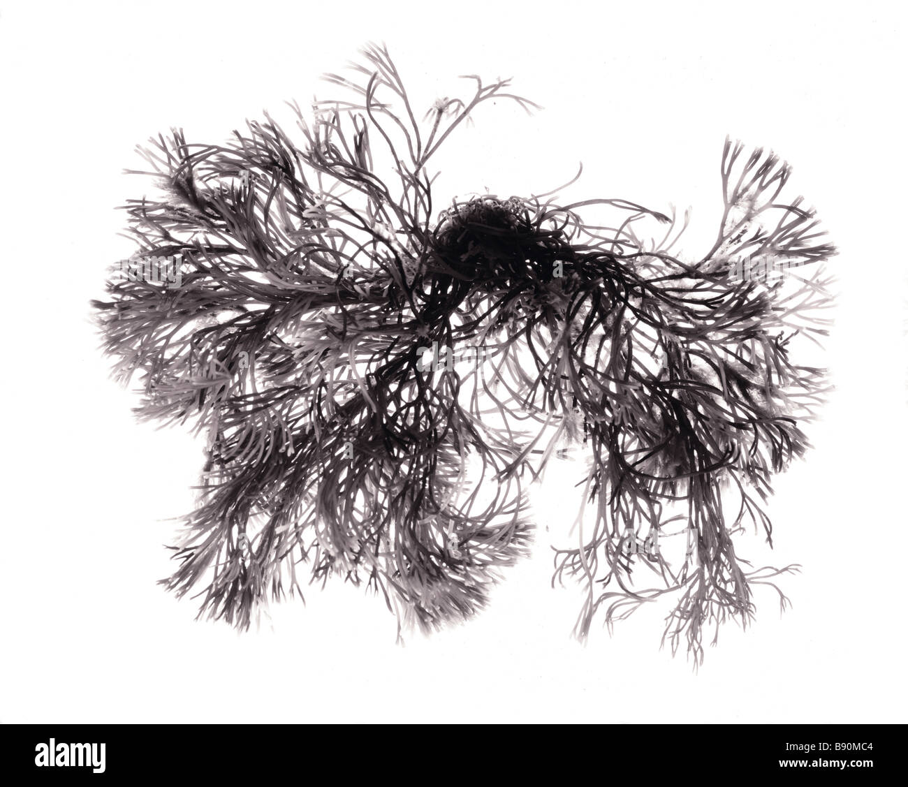 Ireland seaweed Cut Out Stock Images & Pictures - Alamy