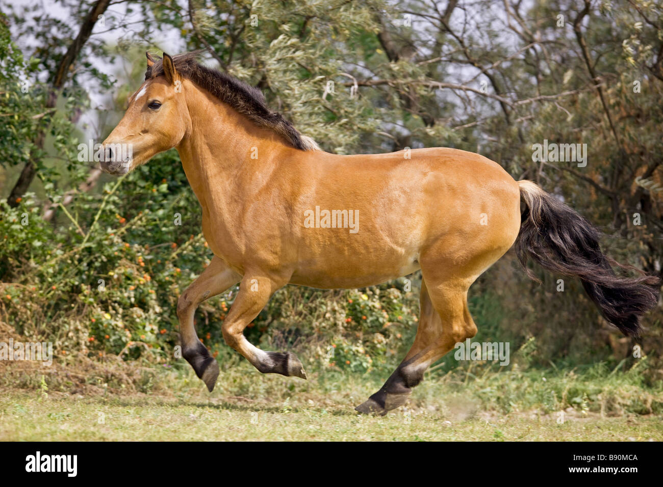 Gotland pony hi-res stock photography and images - Alamy