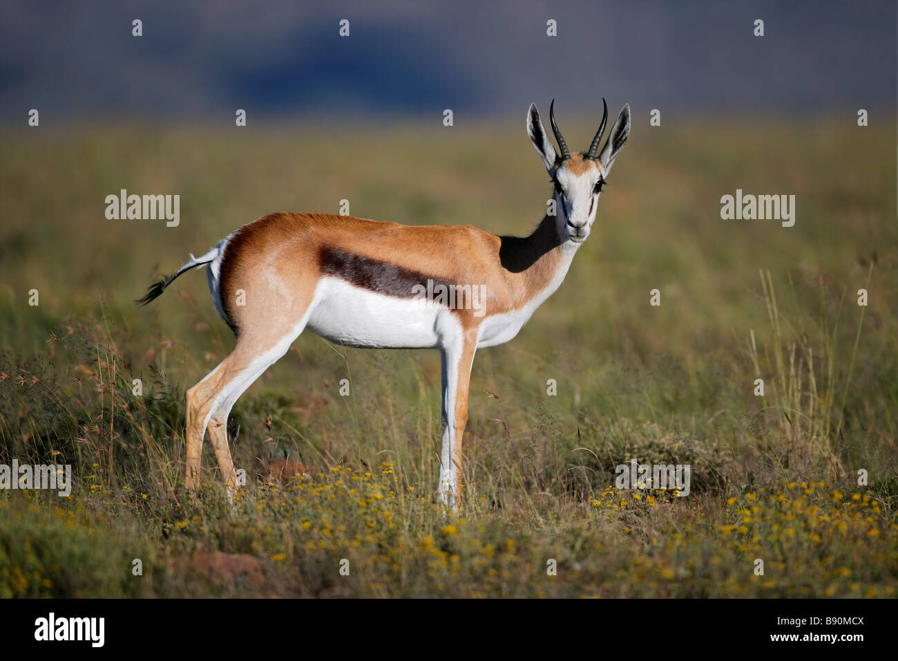 A springbok antelope (Antidorcas marsupialis) standaing in grassland ...