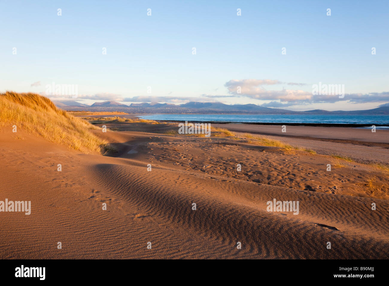Marram grass sand dunes on Traeth Llanddwyn beach. Newborough Isle of ...