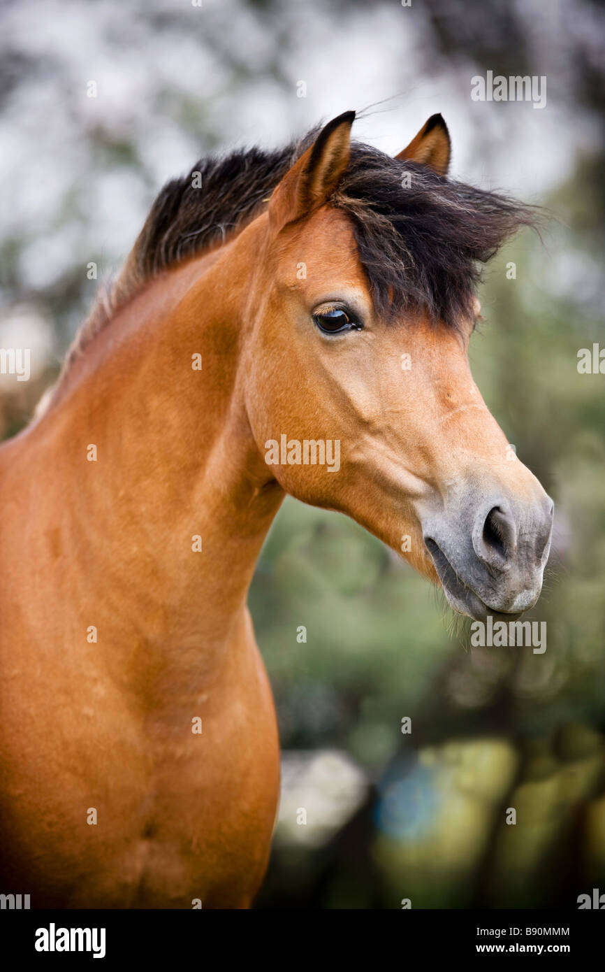 Gotland pony horse - portrait Stock Photo - Alamy