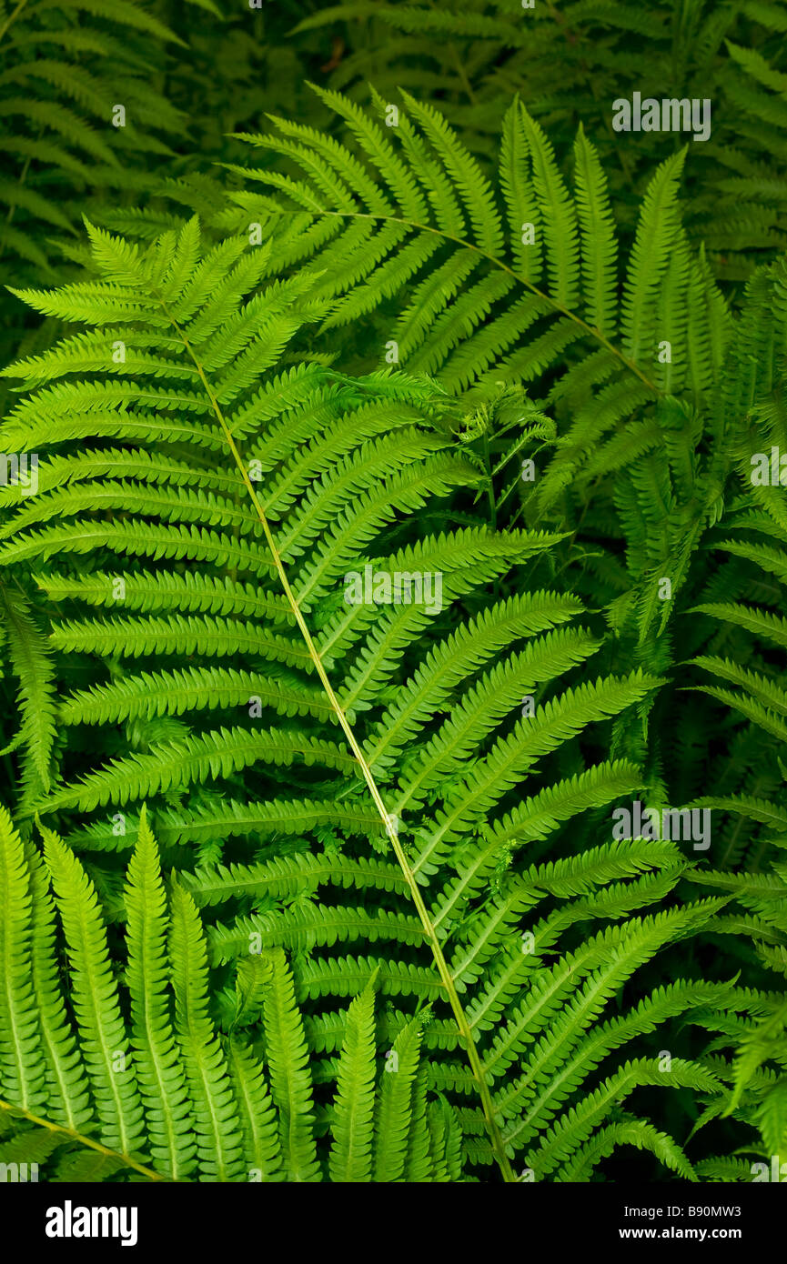 Filicophyta hi-res stock photography and images - Alamy