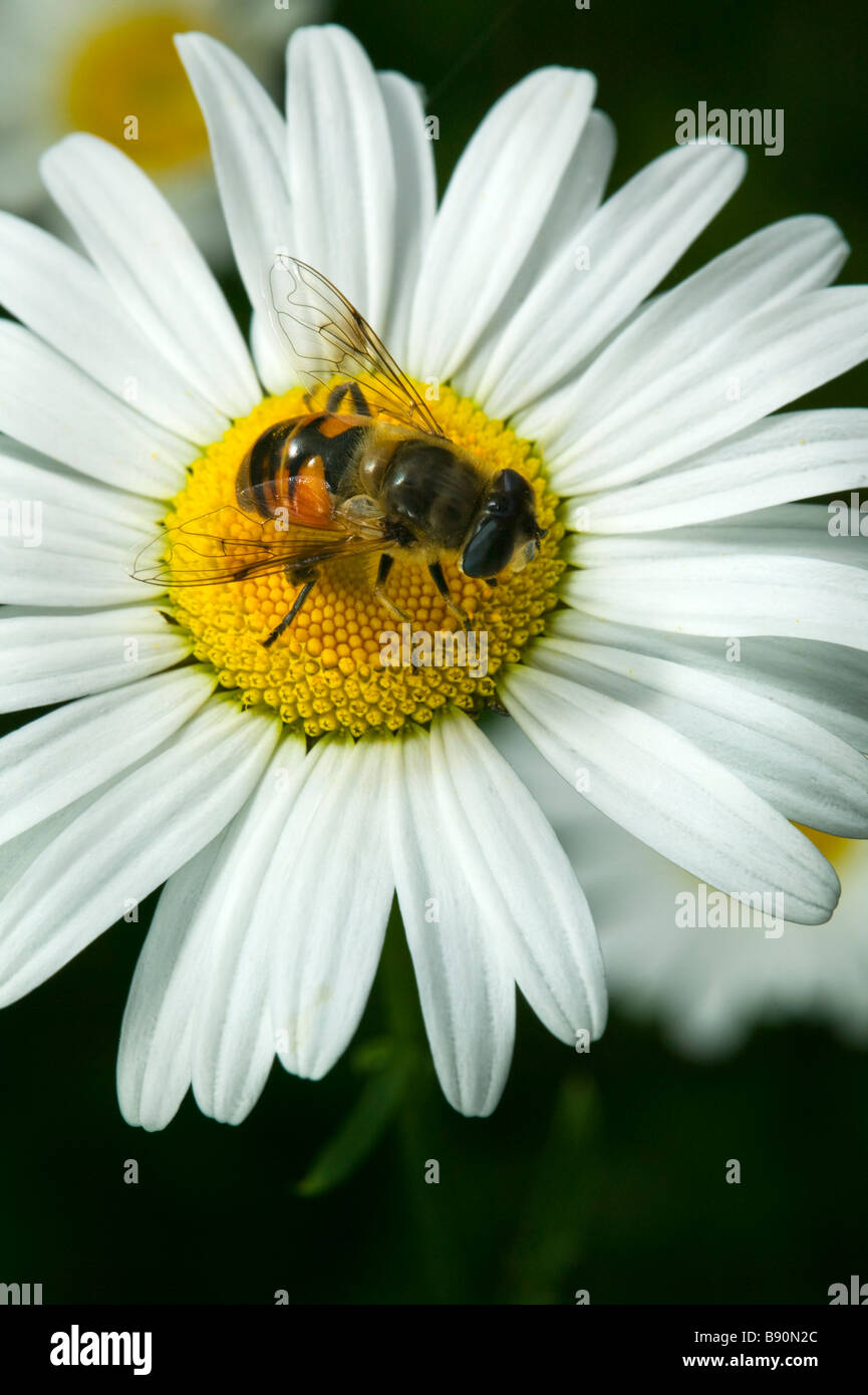 Close-up of a honeybee on a daisy Stock Photo - Alamy