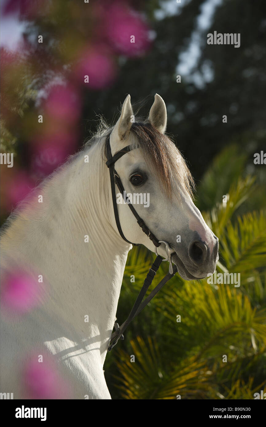 Hispano Arabian horse - portrait Stock Photo - Alamy