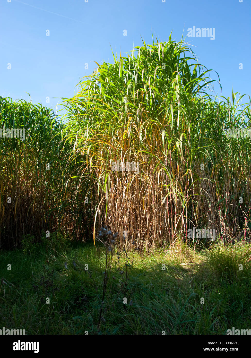 Biofuel hi-res stock photography and images - Alamy