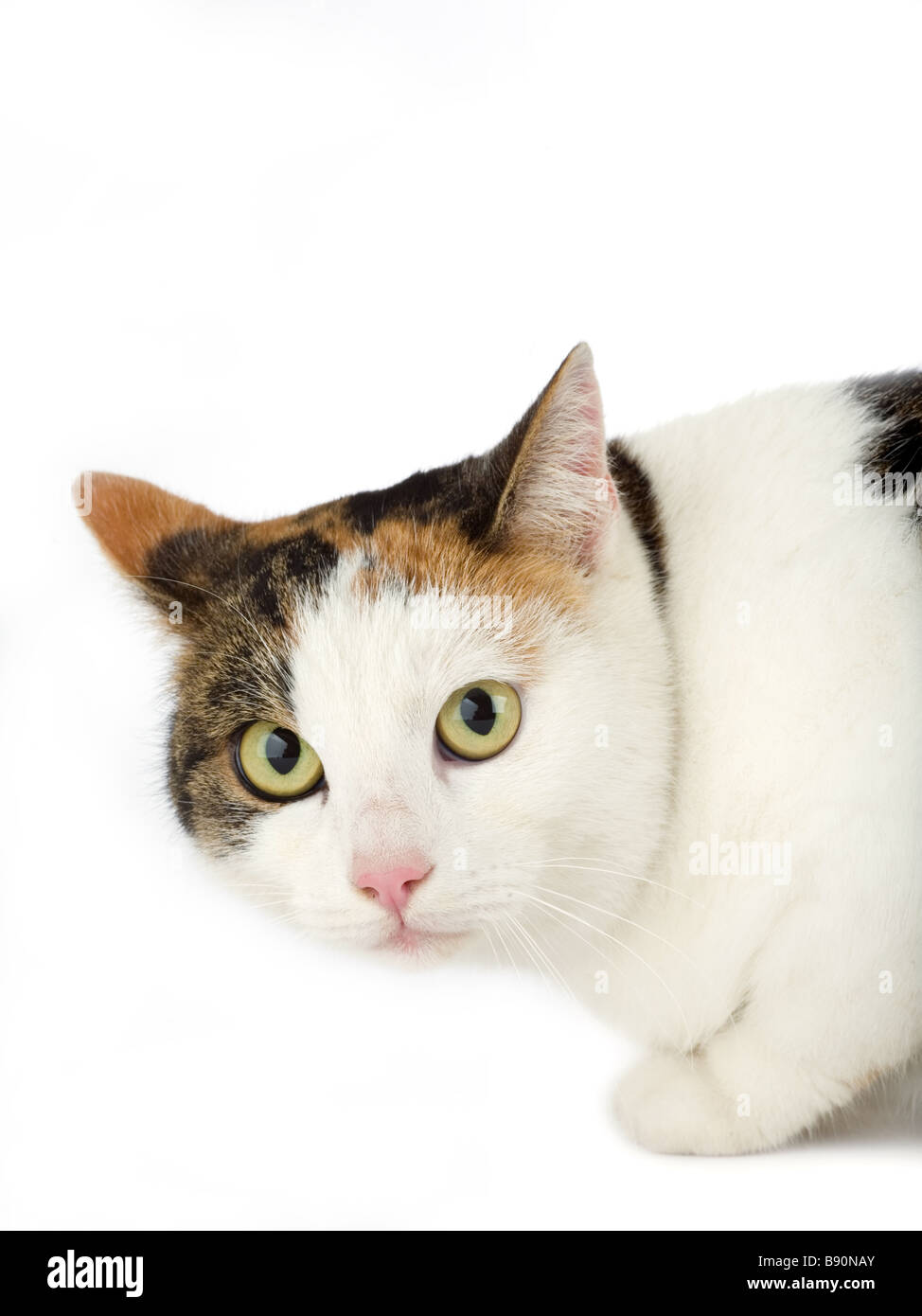 spotted cat isolated Stock Photo - Alamy