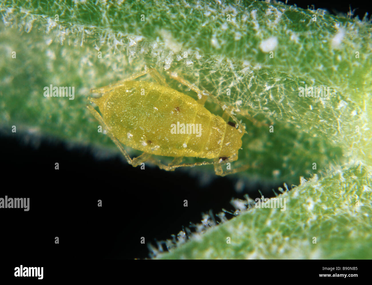 Willow carrot aphid Cavariella aegopodii wingless adult female on ...